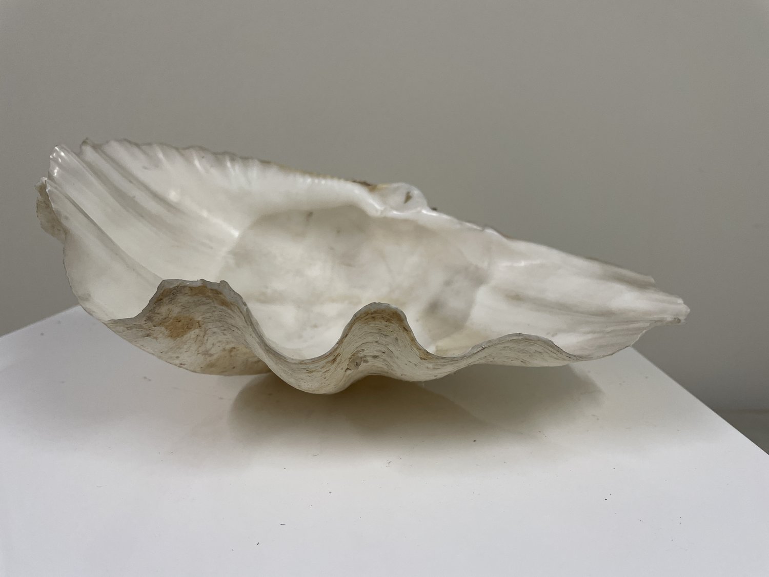 Clam shell | Louise Hall Decorative