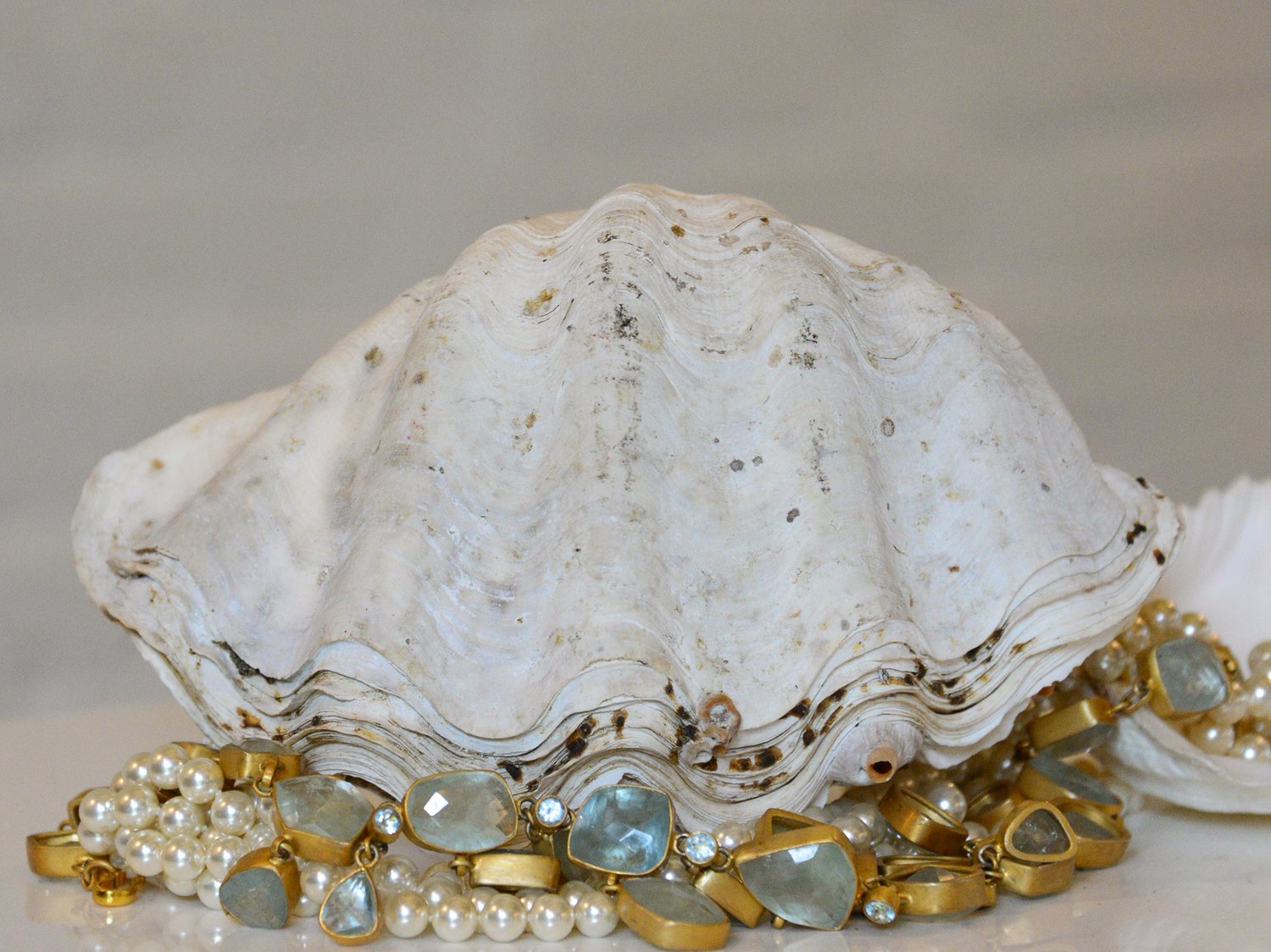 Clam shell | Louise Hall Decorative